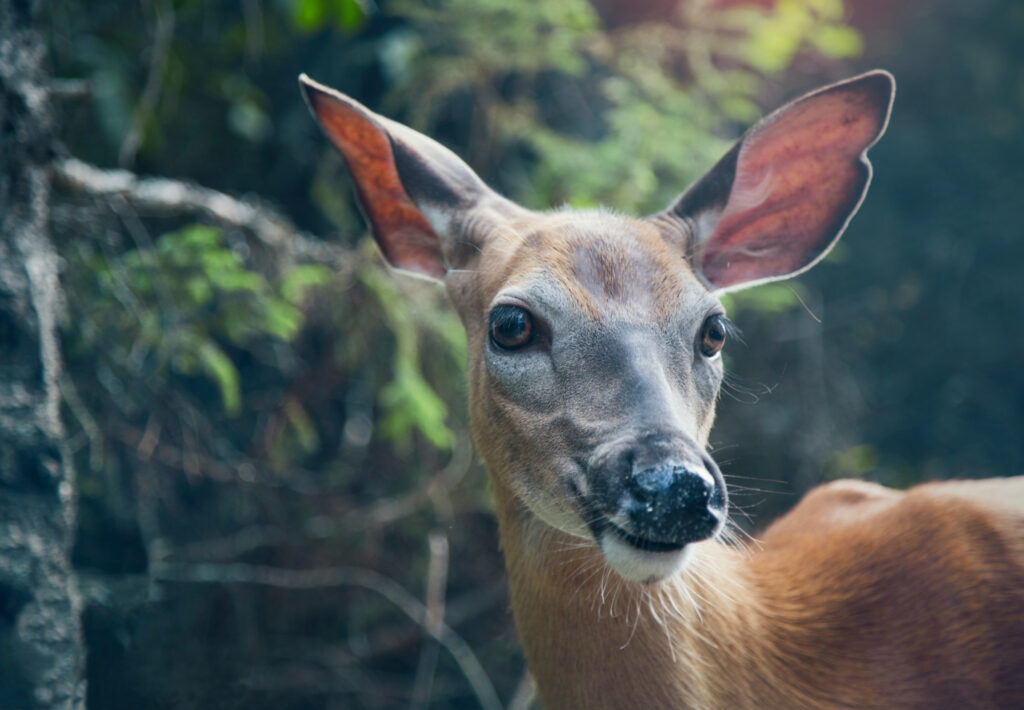 Manitoba - Wildlife Centres